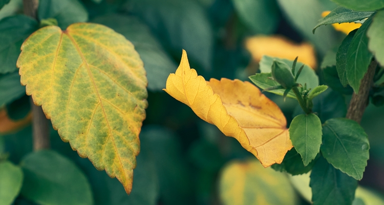 Hibiscus Leaves Turning Yellow